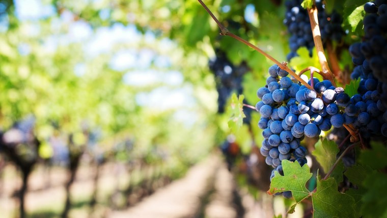 The 4 functions in the parable of the vine – Darryl Burling